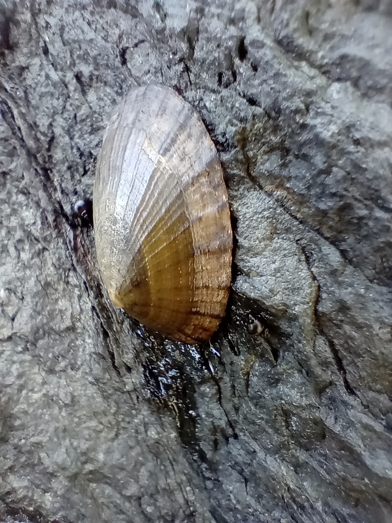 Cellana strigilis from Karitane 9471, New Zealand on April 19, 2025 at ...