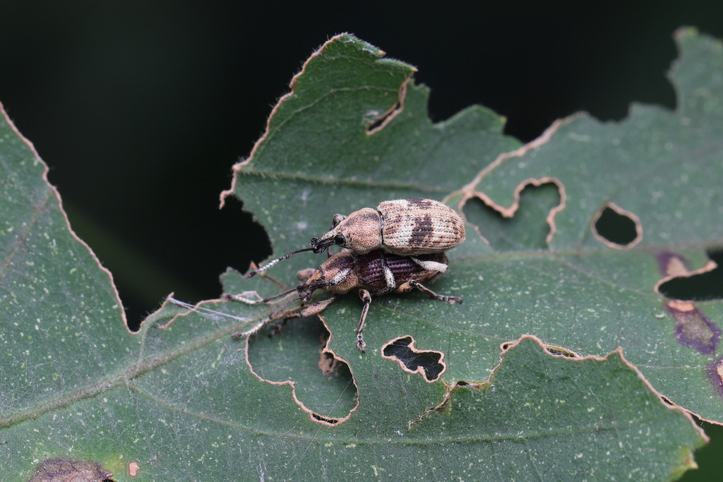 Phytoscaphus triangularis from 中国浙江省杭州市西湖区 on September 9, 2022 at 11: ...