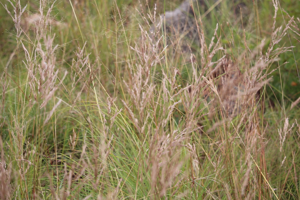 Broom Needle Grass from West Rand District Municipality, South Africa ...