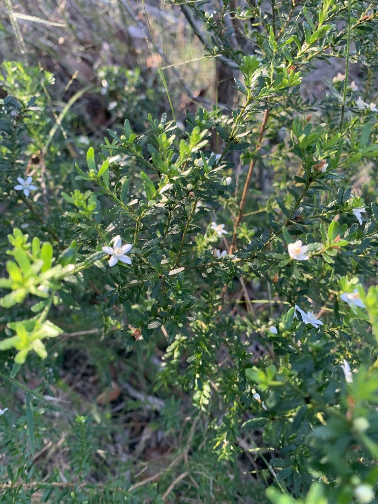 Philotheca difformis from Tewantin National Park, Tinbeerwah, QLD, AU ...