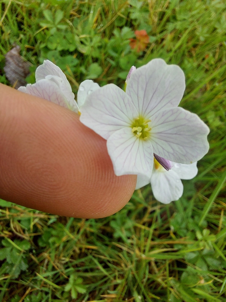 Cuckooflower from Lower Failand, Bristol BS8 3SW, UK on April 19, 2025 ...