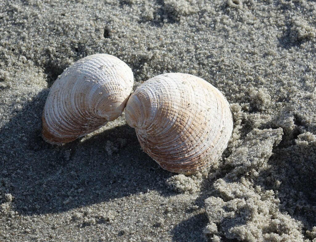 New Zealand Cockle from Kaunihera a-Rohe o Ōtepoti, Otago, New Zealand ...