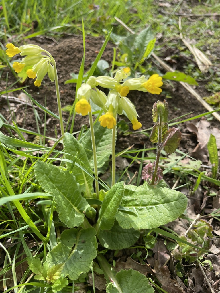 Cowslip from Lower Sweetings, Dunmow, England, GB on April 19, 2025 at ...