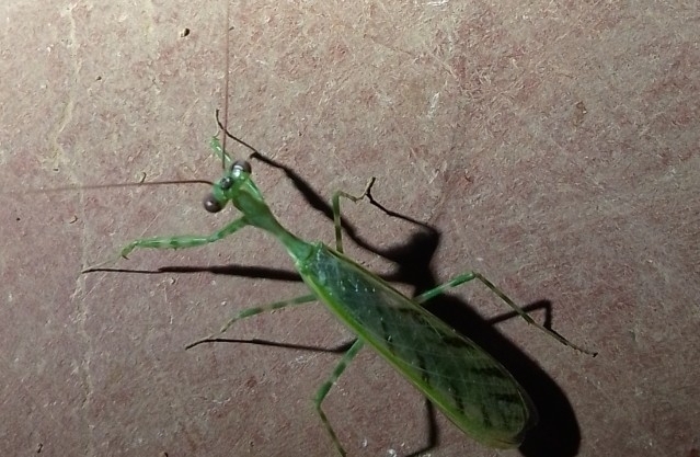 Zebra Mantis from Esselengei, Kenya on April 18, 2025 at 08:49 PM by ...