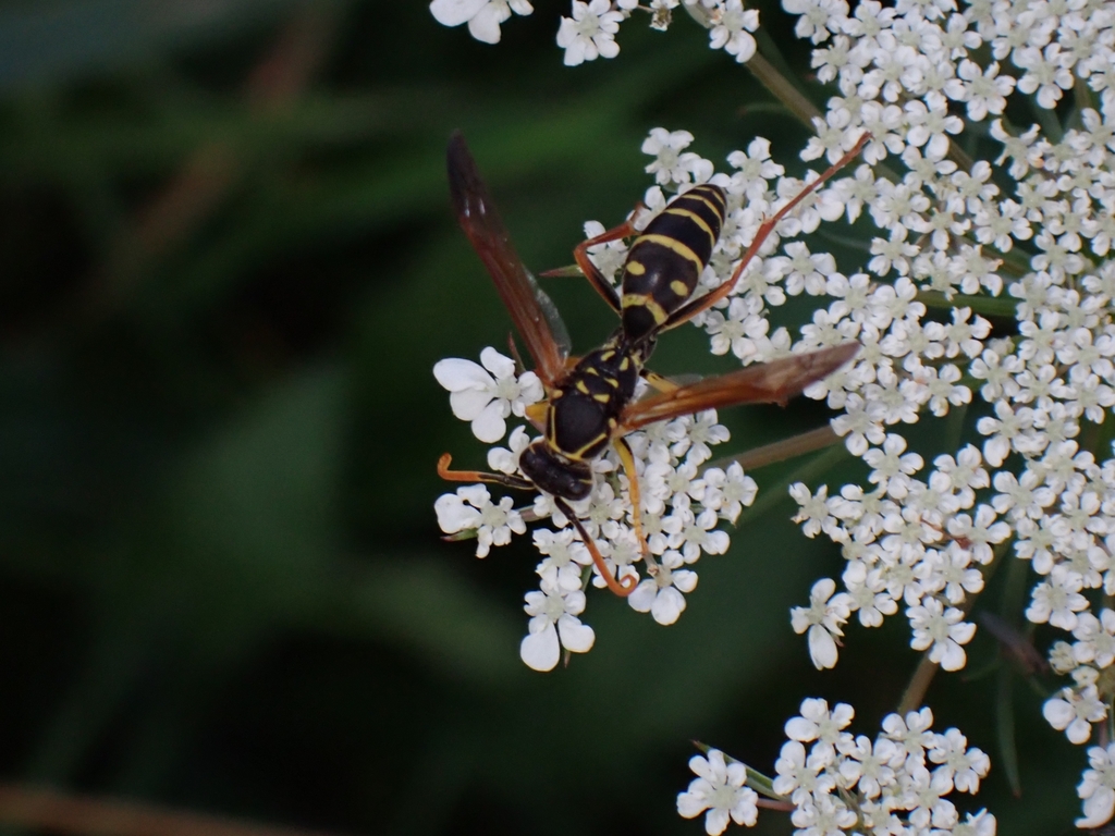 Asian Paper Wasp from Hokowhitu, Palmerston North 4410, New Zealand on ...