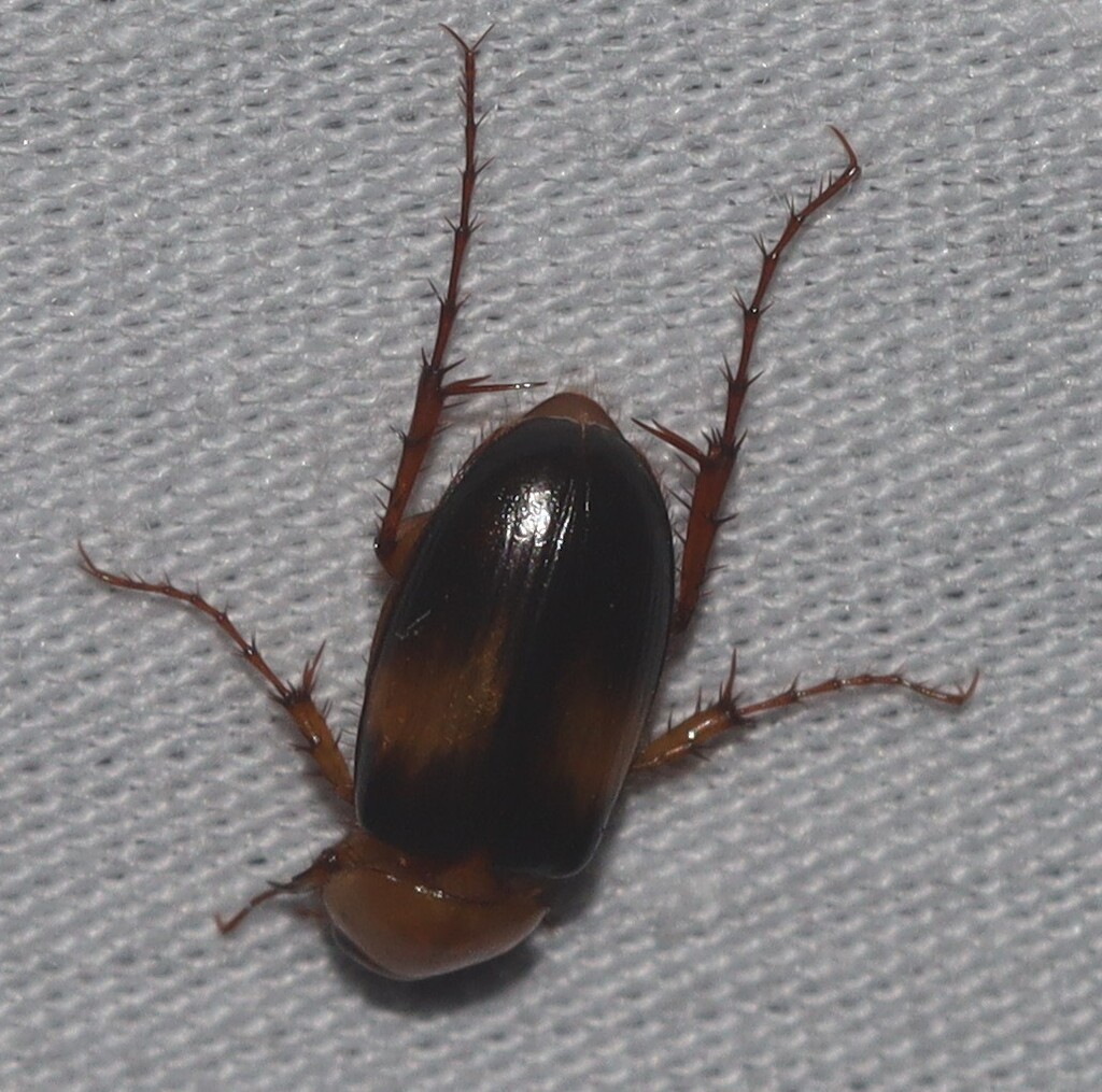 Phyllotocus bimaculatus from Geelong VIC, Australia on February 1, 2025 ...