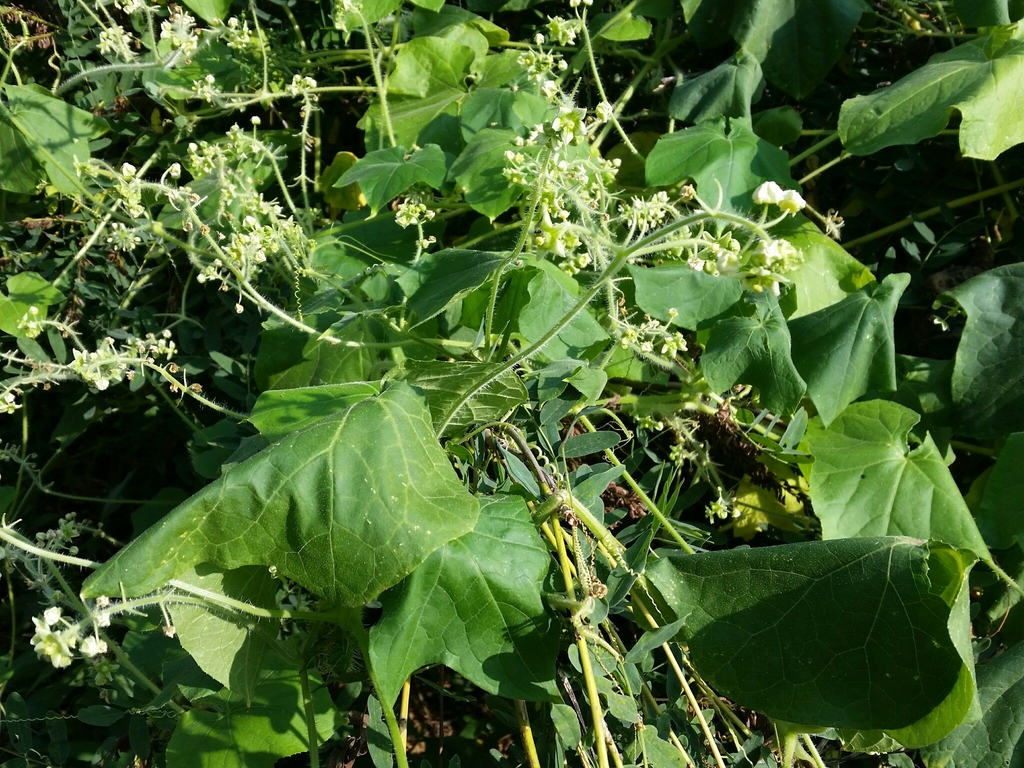 Bur-cucumber from 26041 Casalmaggiore CR on September 12, 2016 at 02:59 ...