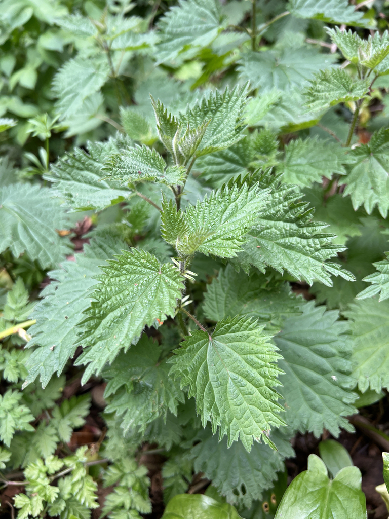 great stinging nettle from Shepherds Walk, Bath, England, GB on April ...
