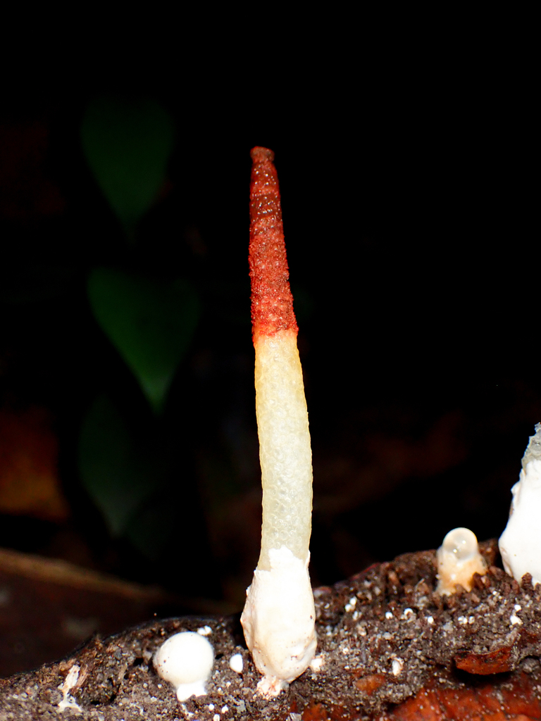 Mutinus boninensis from Strickland State Forest, Somersby NSW ...