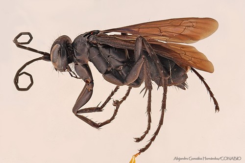 Anoplius alticola · iNaturalist