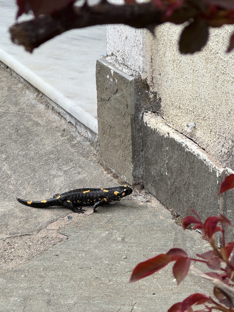 Fire Salamander from Thessaly, Thessaly and Central Greece, GR on March ...