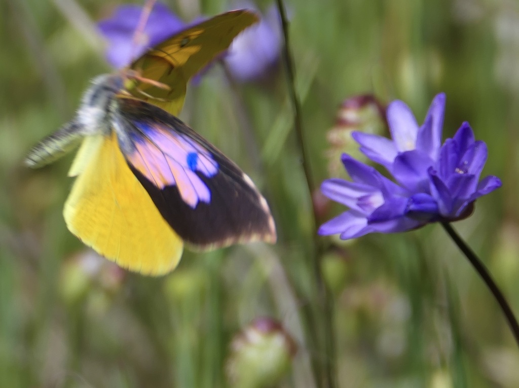 California Dogface in April 2025 by John Hibbard · iNaturalist