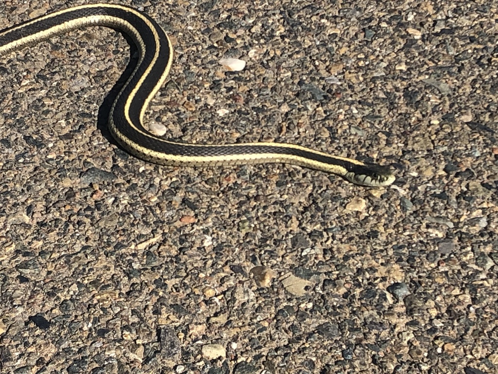 Western Terrestrial Garter Snake from Prairie City State Vehicular ...