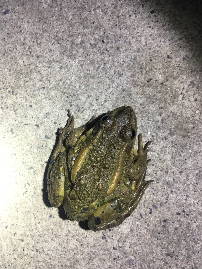 Eastern Golden Frog from 房山区, 北京市, CN on April 19, 2025 at 08:07 PM by ...