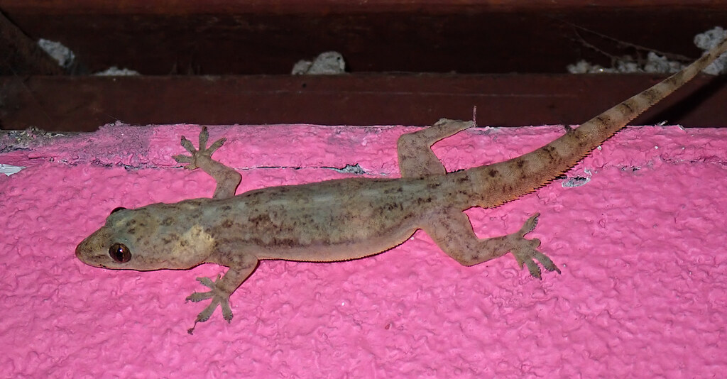 Indo-Pacific House Gecko from Gumda, Nepal on March 8, 2025 at 01:54 PM ...