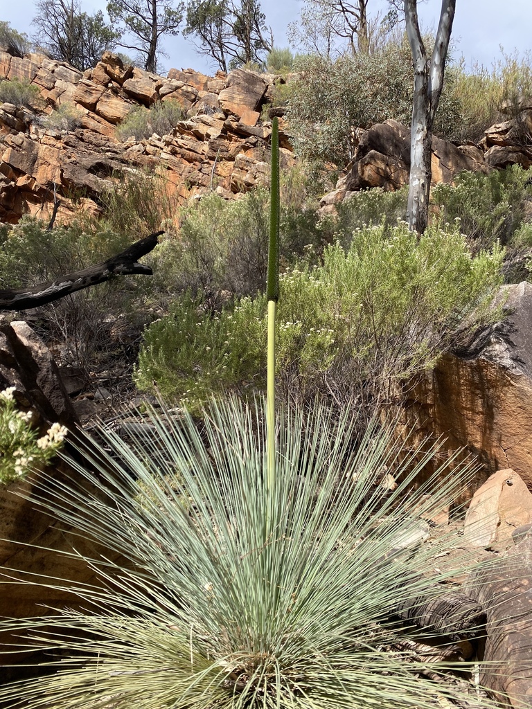 Yacka from Ikara-Flinders Ranges National Park, Flinders Ranges, SA, AU ...