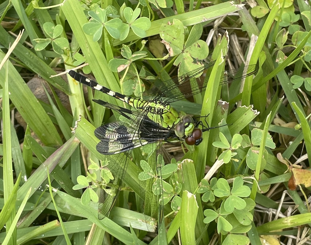 Banded Pennant from Jennifer Lynn St, Denham Springs, LA, US on April ...