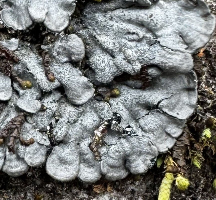 Salted Shell Lichen from Cave Spring, Natchez Trace Pkwy, Tishomingo ...