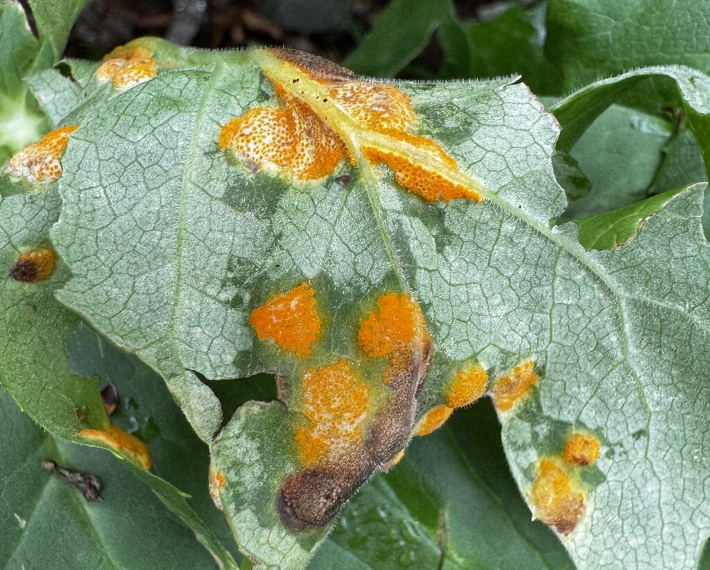 Mayapple Rust from Cave Spring, Natchez Trace Pkwy, Tishomingo County ...