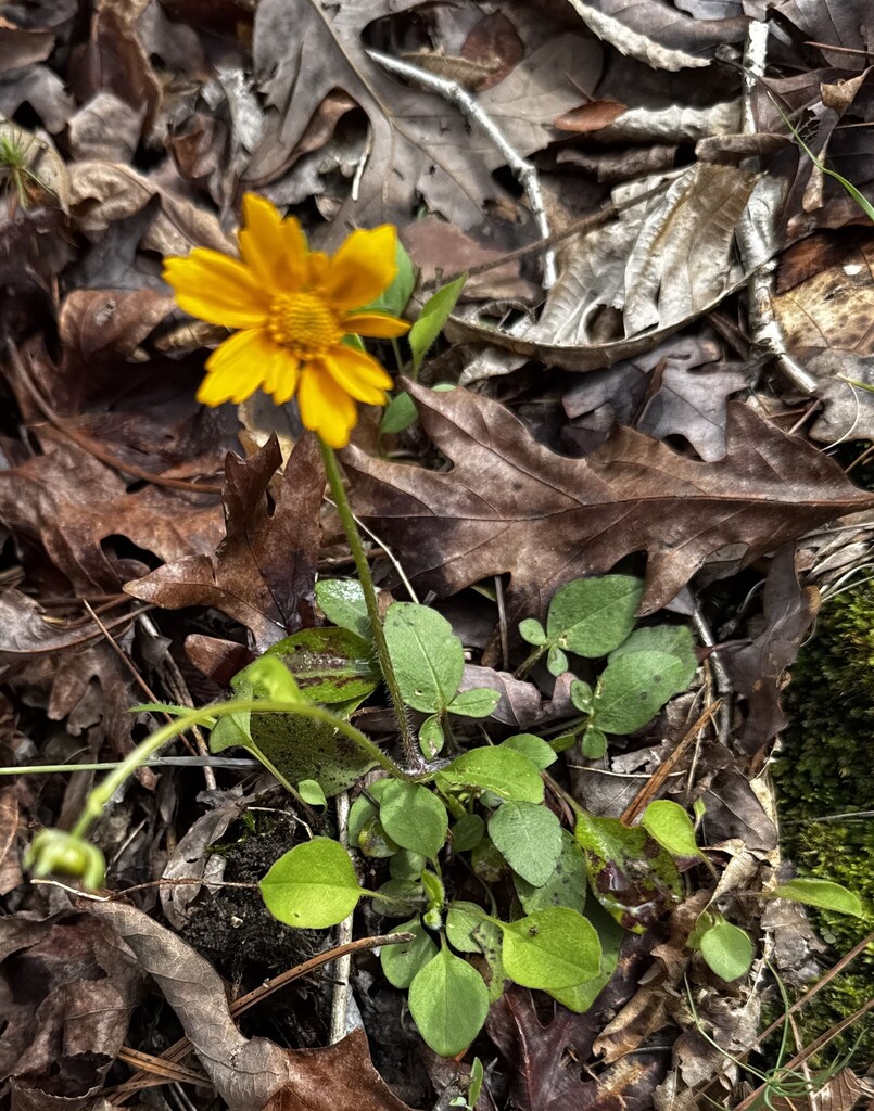 lobed coreopsis from Tishomingo St. Park, Tishomingo County, MS, USA on ...
