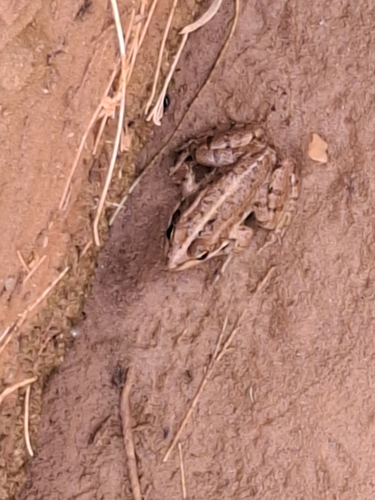 Sahara Frog from 2VV9+XMV, Aït Benhaddou, Morocco on April 18, 2025 at ...