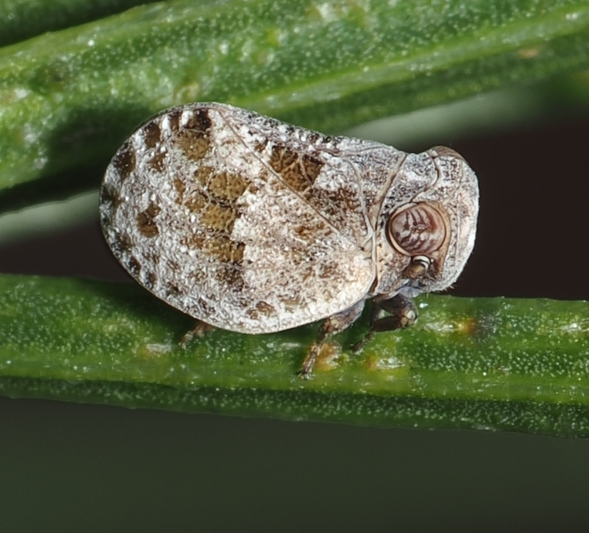 Hysteropterum dolichotum from 12630 Agen-d'Aveyron, France on April 19 ...