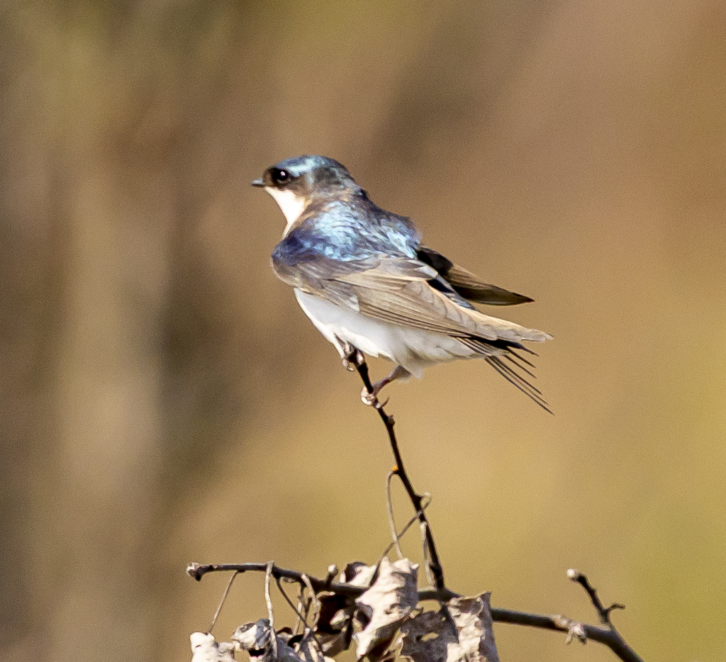 Tree Swallow from Tallmadge Meadows Area Metropark, 1088 North Ave ...