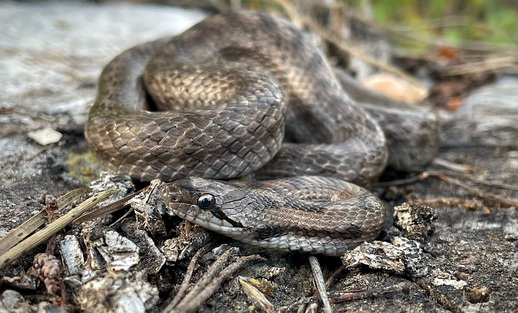 Southern Smooth Snake from Sesimbra, Lisboa, PT on April 18, 2025 at 08 ...