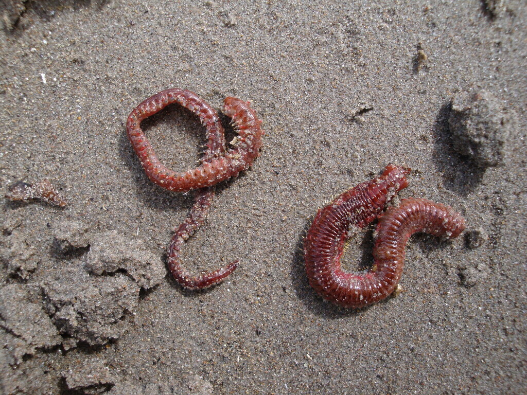 Eunicidae from Puerto Madryn, Chubut Province, Argentina on January 16 ...