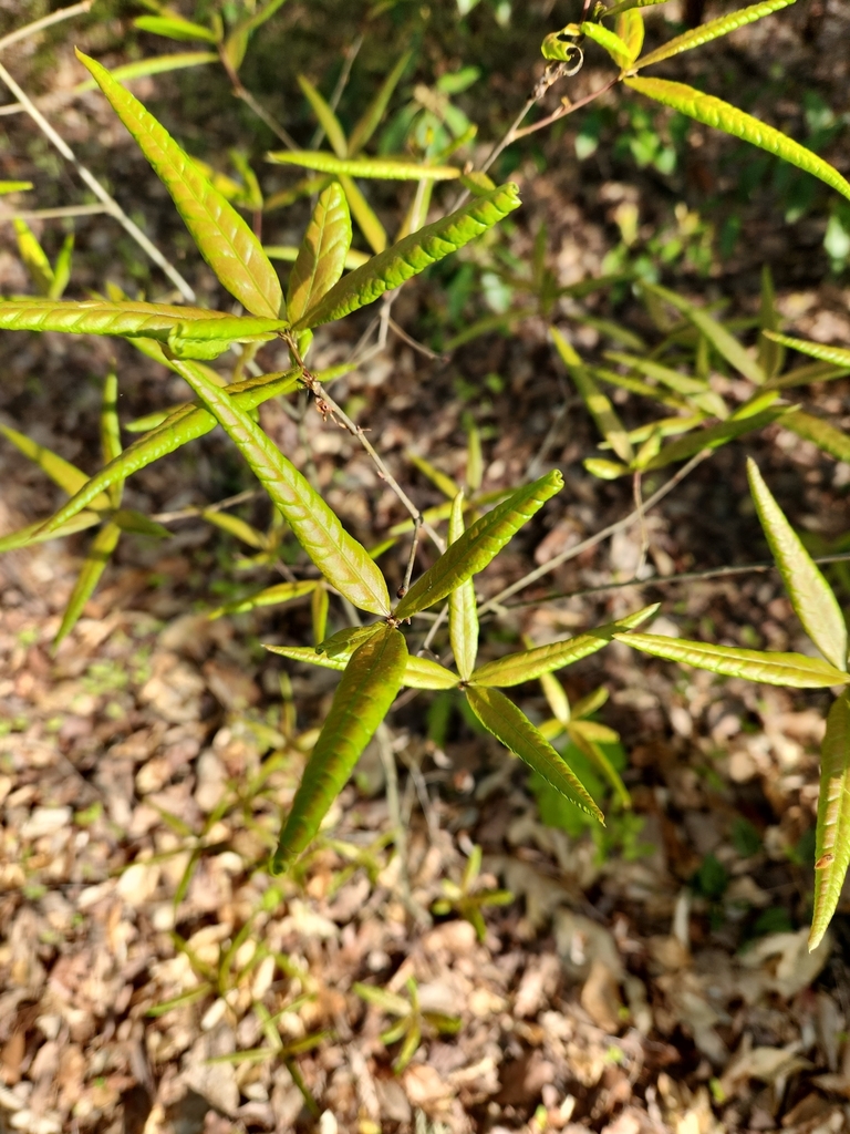 willow oak from Mason Neck, VA 22079, USA on April 18, 2025 at 08:53 AM ...
