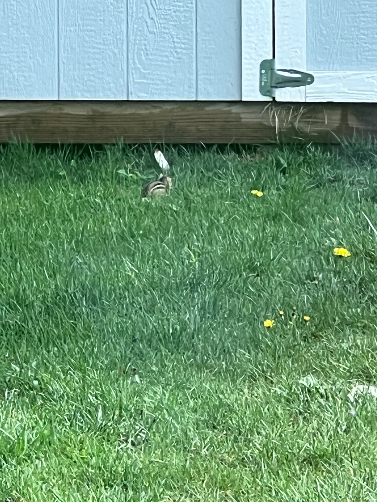 Eastern Chipmunk from Monticello Blvd, Cleveland Heights, OH, US on ...