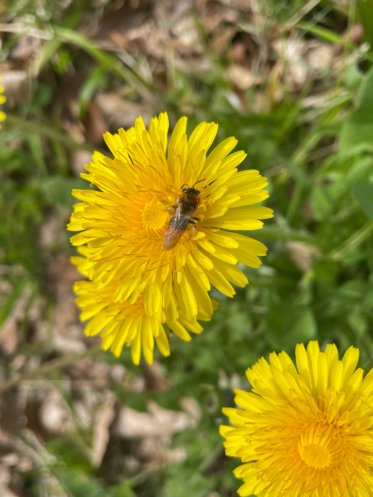 Early Mining Bee from Kent, England, GB on April 19, 2025 at 02:15 PM ...