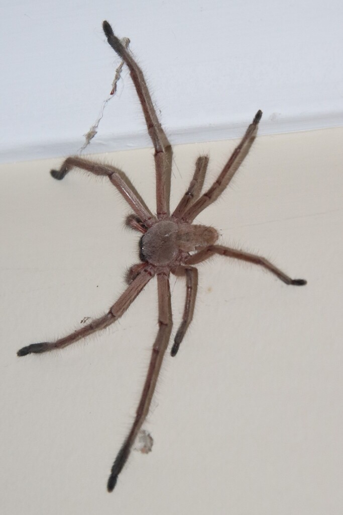 Social Huntsman Spider from Lexton VIC 3352, Australia on December 17 ...