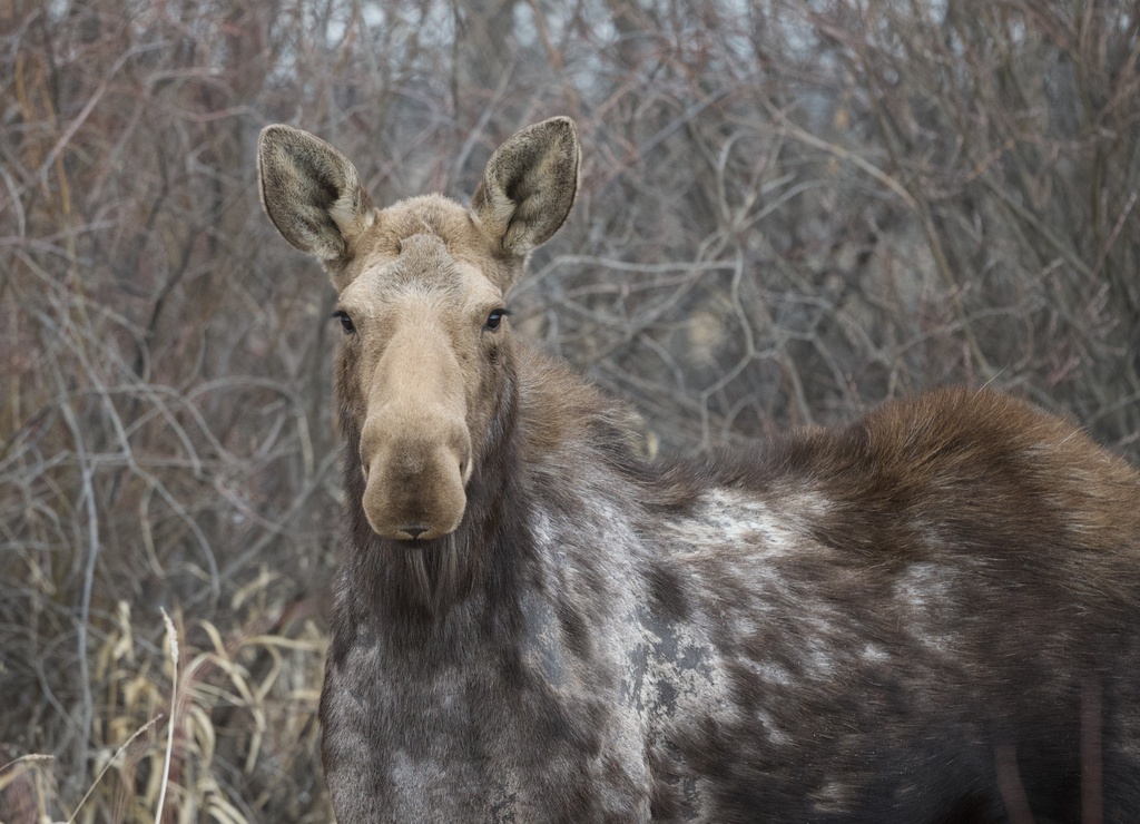 Moose from Township Rd 370, Saskatoon, SK, CA on April 16, 2025 at 04: ...