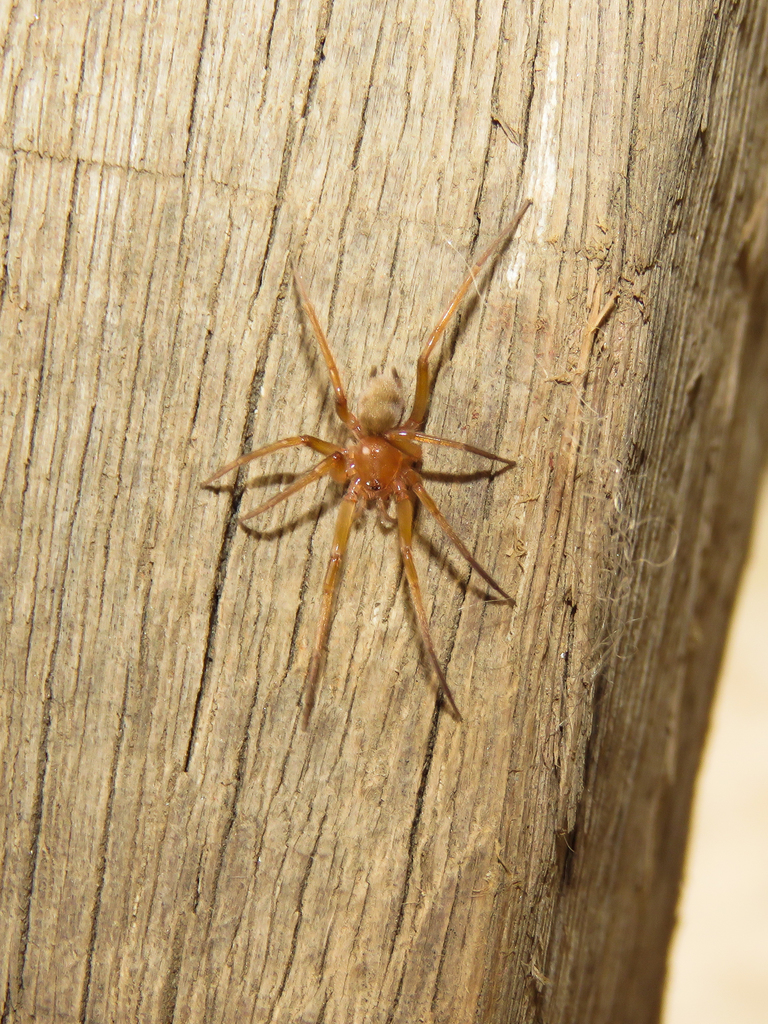 Zimiris doriae from Tinguá, Nova Iguaçu - RJ, Brasil on November 2 ...