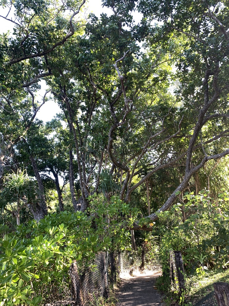Alexandrian Laurel from Cow Bay QLD, 澳洲 on April 4, 2025 at 03:59 PM by 呂一起(Lu i-chi) · iNaturalist