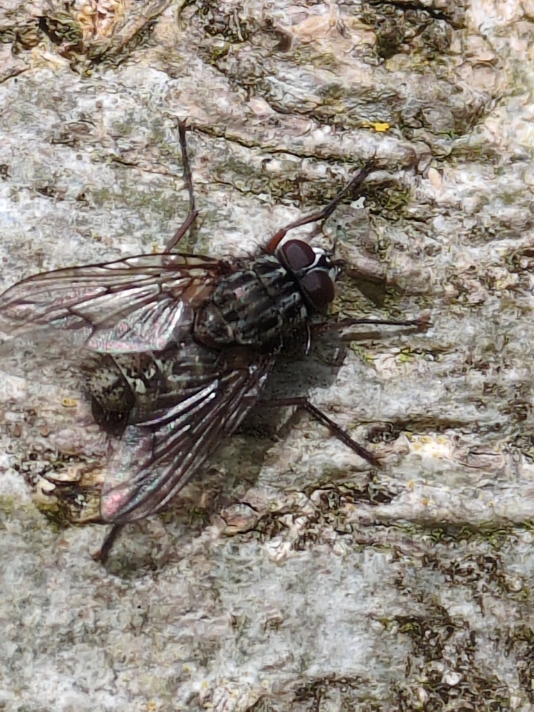 Phaoniinae from Rufforth with Knapton, York, UK on April 19, 2025 at 04 ...