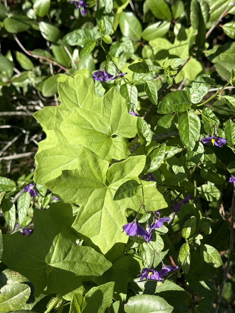 Man-roots from Mission Trails Regional Park, San Diego, CA, US on April ...