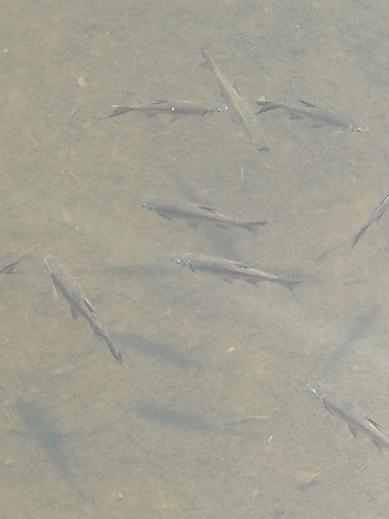 Golden Shiner from Walsingham, Largo, FL, US on April 18, 2025 at 02:39 ...