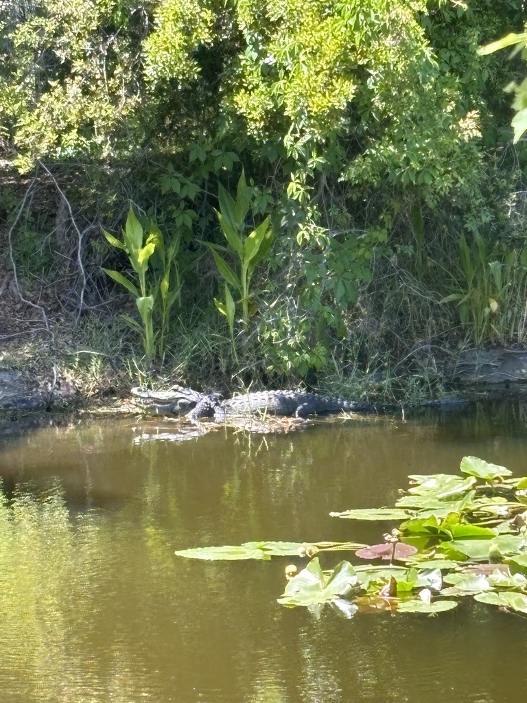 American Alligator from Heritage Village, Largo, FL, US on April 18 ...