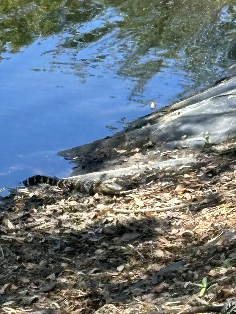 American Alligator from Heritage Village, Largo, FL, US on April 18 ...