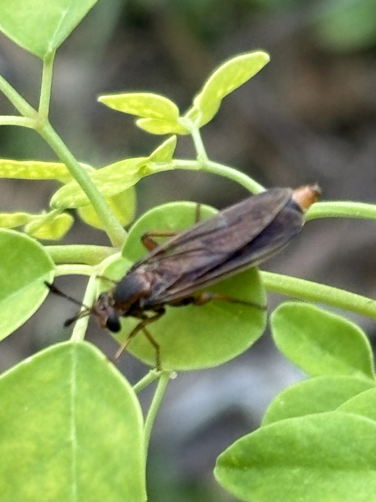Phyllomydas parvulus from The University of South Florida, Saint ...