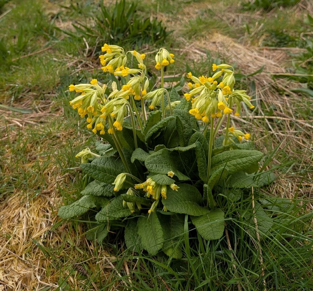 Cowslip from Muirhead, Birkhill and Liff, UK on April 19, 2025 at 01:42 ...