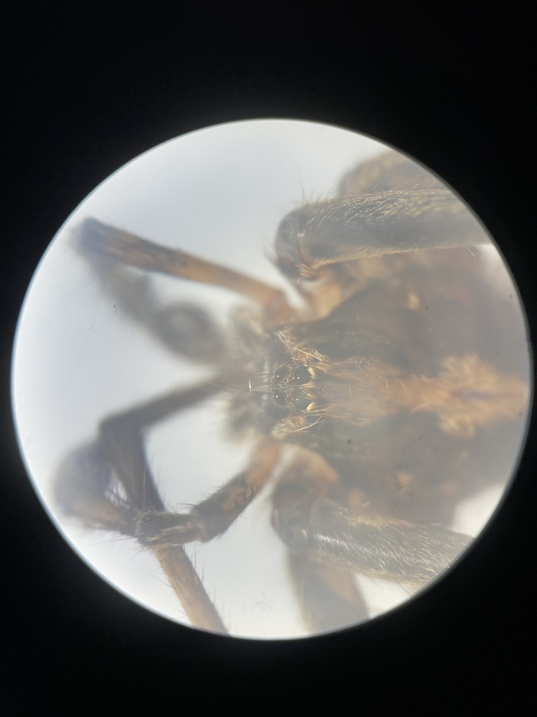 Wandering Spiders from Mera, Pastaza, EC on April 18, 2025 at 09:18 PM ...