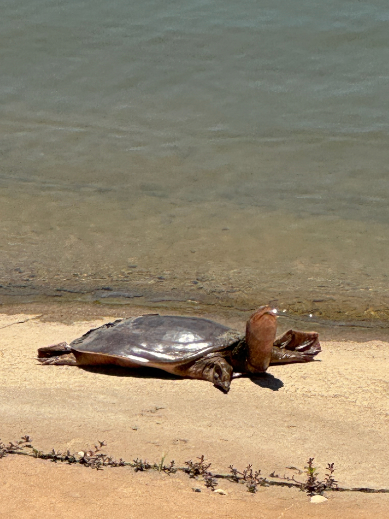 Florida Softshell Turtle from Orlando, FL, US on April 13, 2025 at 01: ...