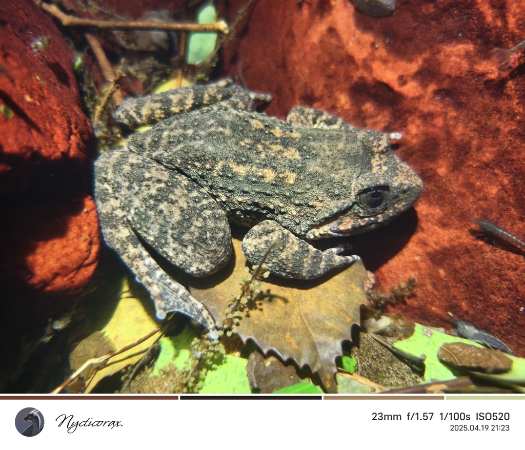 Giant Spiny Frog in April 2025 by 夜鹭但是龙 · iNaturalist