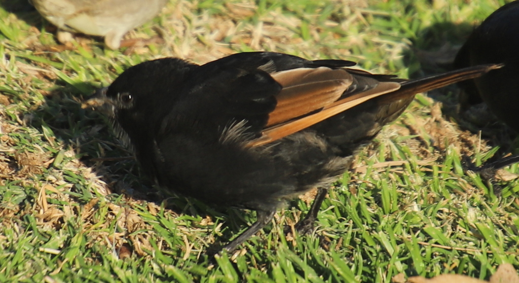 Screaming Cowbird from Vicente López, Buenos Aires Province, Argentina ...