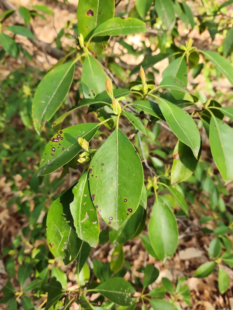 mountain laurel from Mason Neck, VA 22079, USA on April 18, 2025 at 08: ...