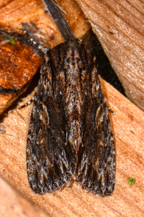 Confused Woodgrain Moth from Bill's backyard, Lewes, DE on April 19 ...