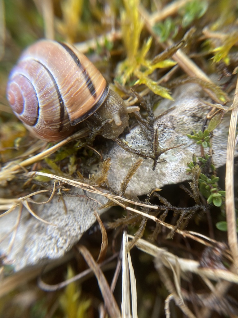 Brown-lipped Snail from Somerset, UK on 19 April, 2025 at 12:23 PM by ...